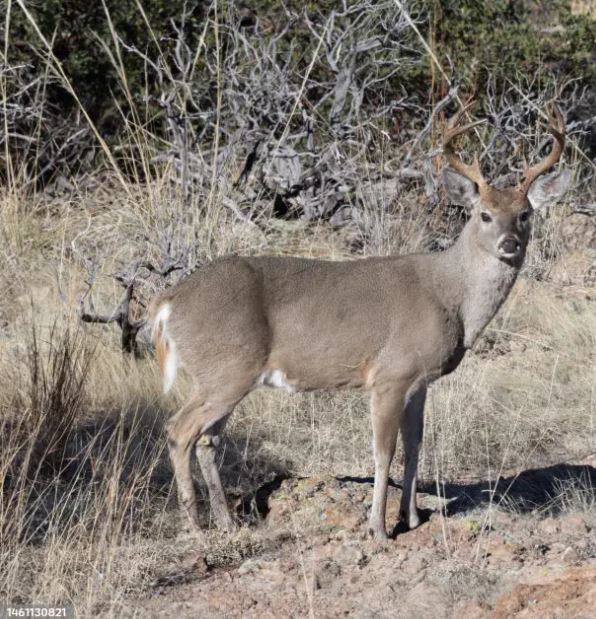 The Ultimate Guide to Hunting Coues Deer Using Atibal Stealth and MASP ...